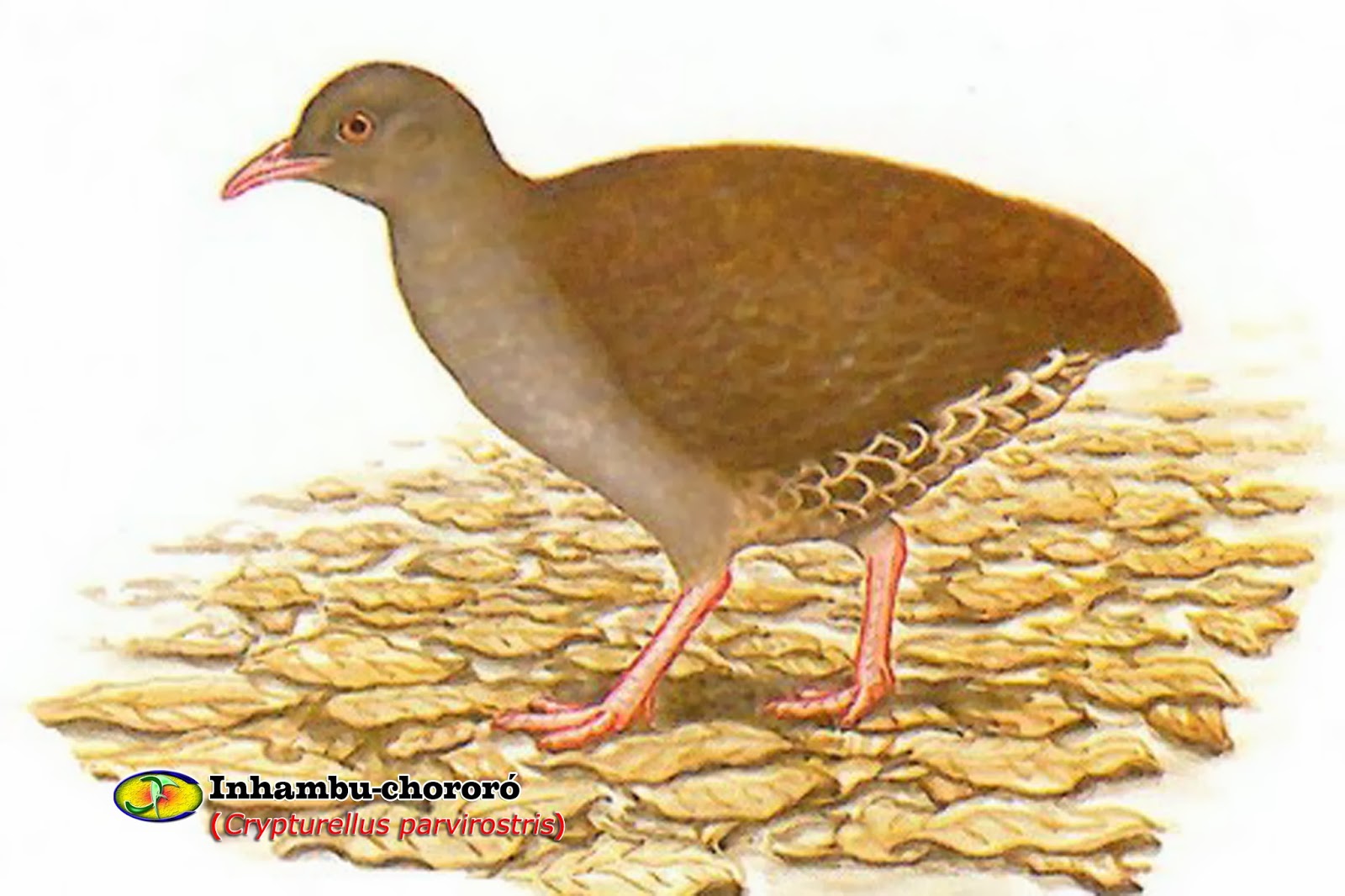 Zoologia: Inhambu-chororó (Crypturellus parvirostris)